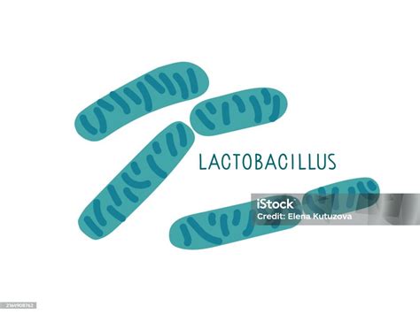 프로바이오틱스 젖산 박테리아 Lactobacillus 벡터 일러스트 레이 션은 흰색 배경에 고립되어 있습니다 그람 양성 공기내화성 혐기성 또는 의료 및 교육용 인포그래픽을