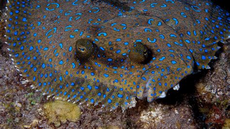 Peacock Flounder Profile Book Of Neptune