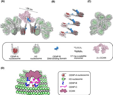 A Model Of The Human Ccan Complex In Centromeric Chromatin A 3d Model Download Scientific