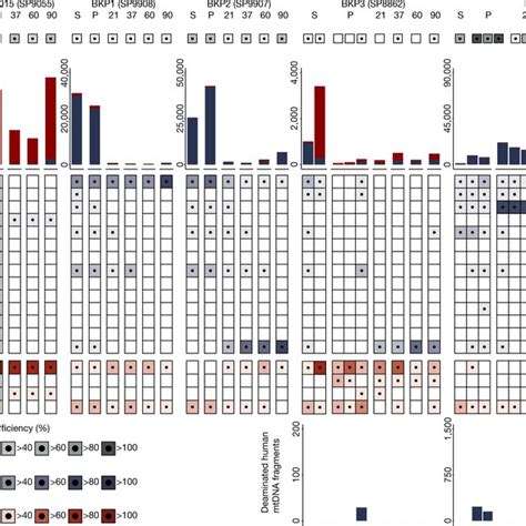 Ancient Human Mtdna And Nuclear Dna Isolated From Dcp1 A The Position Download Scientific