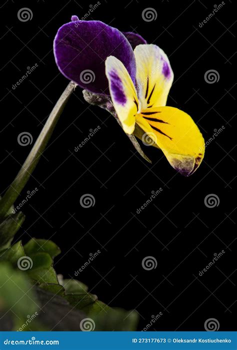 Viola Tricolor Lat Johnny Jump Up Or Viola Cornuta Lat Stock Image Image Of Summer Black