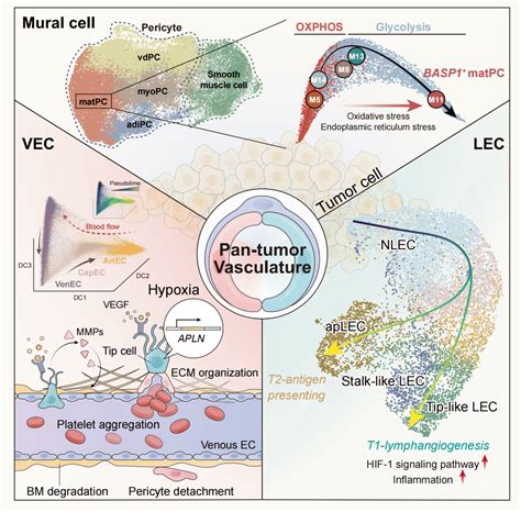 为理解肿瘤血管生成复杂过程提供全景视角 重庆大学医学最新研究成果在国际顶级期刊《自然》发表 细胞