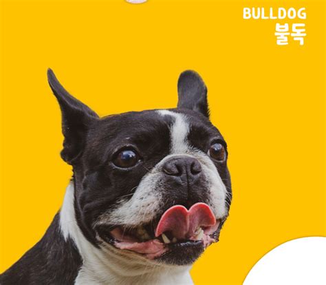 여자 섹스기구 여성 섹스용품 흡입진동기 우머나이저 선정여왕애니멀 딜도 애니멀딜도 를 소개합니다