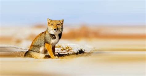 Tibetan Fox Animal Facts Vulpes Ferrilata A Z Animals