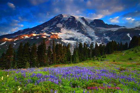 Mount Rainier Sunrise Vs Paradise At Ruth Tolbert Blog
