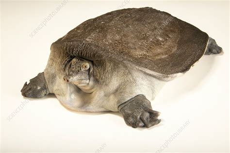 Burmese Peacock Softshell Turtle Stock Image C059 4275 Science