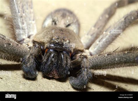 Tarantula Spider Face