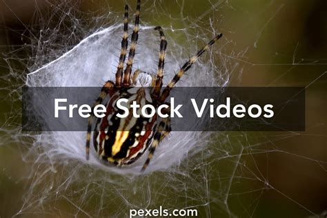 Spider Nest Videos Download The Best Free 4k Stock Video Footage And Spider Nest Hd Video Clips