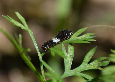 Woods Walks And Wildlife Black Swallowtail Caterpillars And Carrots