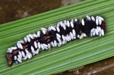 The Way Parasitoid Wasps Lay Their Eggs Has Inspired Horror Films