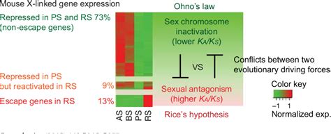 Figure 2 From Functional Significance Of The Sex Chromosomes During