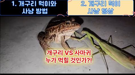 개구리의 사냥 Youtube