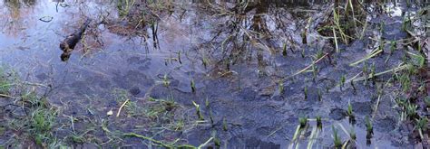 New Life In The Pond Frogspawn Is Here