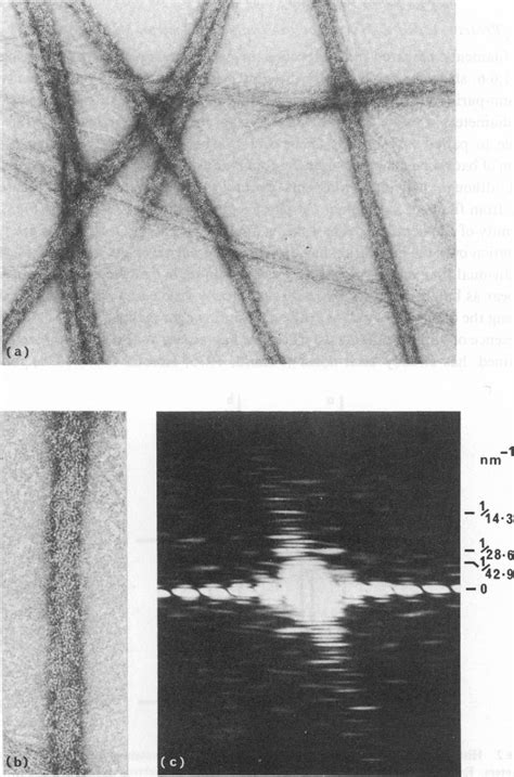 Figure 1 From Effects Of C Protein On Synthetic Myosin Filament