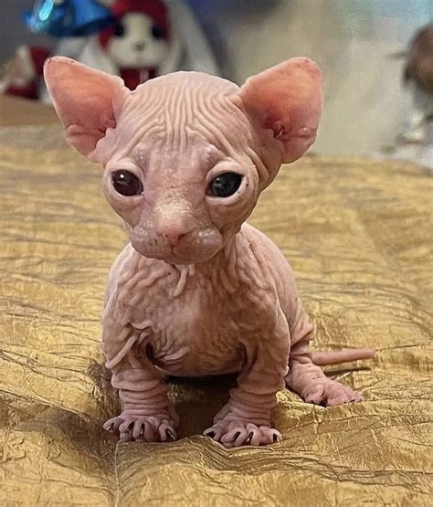 ️ Bambino Kitten Silly Cats Cute Hairless Cat