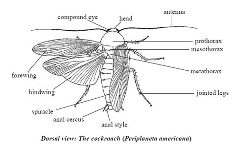 Comprehensive Guide To Cockroaches Structure Life Cycle And Essential Life Processes Comprehensive Guide To Cockroaches Structure Life Cycle And Essential Life Processes