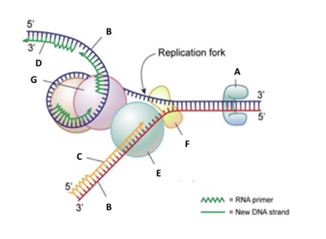 Replication Fork Dna Replication Diagram Diagram Quizlet