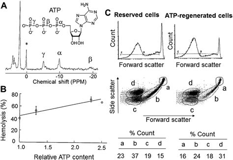 Effects Of Intracellular Atp Levels On The Responses Of Human Download Scientific Diagram