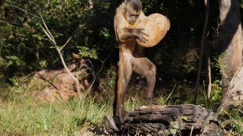 Nut Cracking • International Wildlife Film Festival