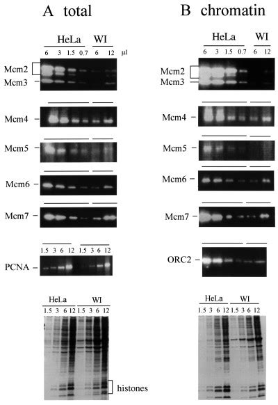 Uterinecervix Tumor Cells Creative Bioarray Creative Bioarray