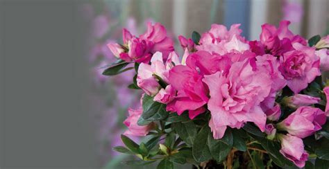 Azaleia: beleza clássica - Revista Natureza