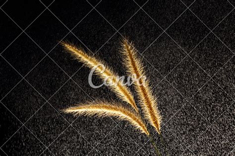 Squirrel Tail Grass Photos By Canva