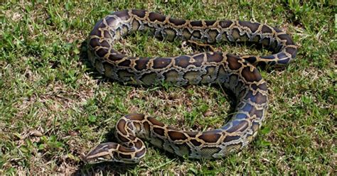 florida marks milestone in everglades python control program health news florida