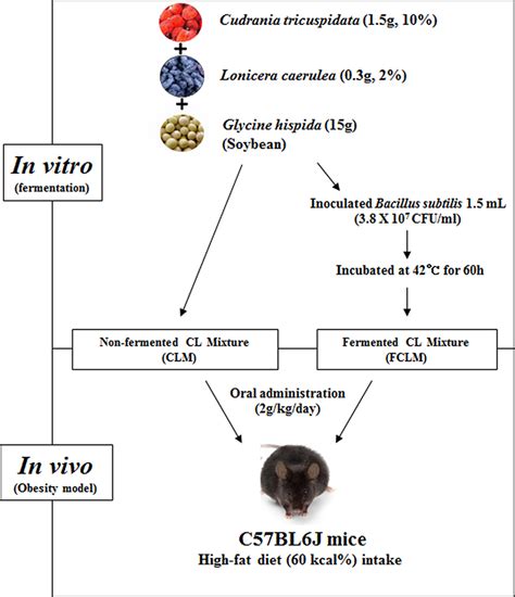 Schematic Representation Of The Experimental Procedures Download Scientific Diagram