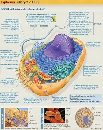 Anatomy Chapter 2 Cell Structure Function Flashcards Quizlet