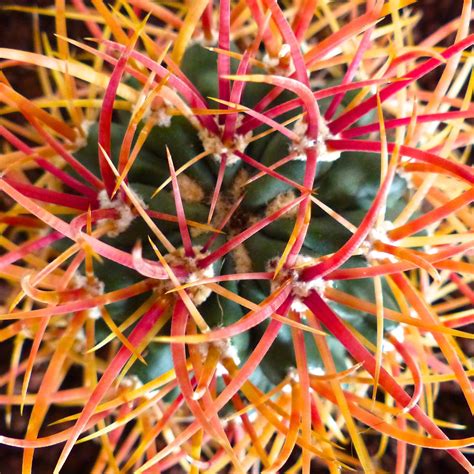 Ferocactus Chrysacanthus Botanical Archive Stunning Cacti