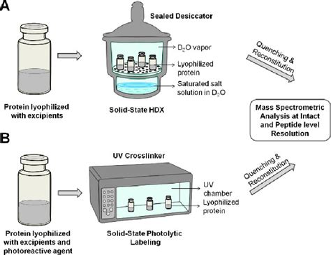 Schematic Showing Solid State Hdx Ms A And Pl Ms B For Protein
