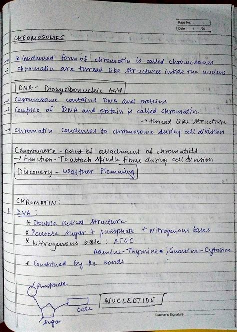 SOLUTION Structure Of Chromosomes Cell Cycle Cell Division Notes
