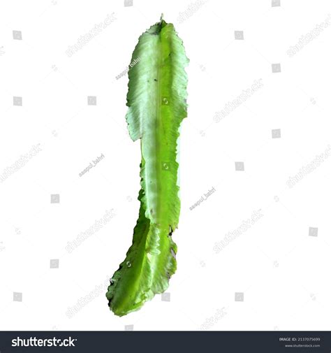 Sigarilyas Clipart Of Flowers