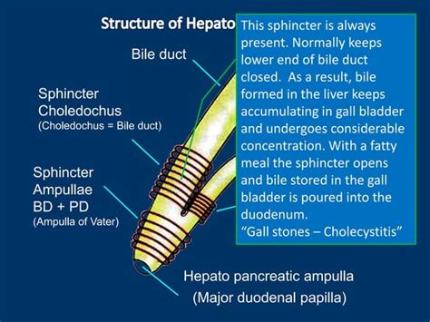 Anatomy Of Duodenum Duodenum Structure Ppt Of Duodenum Power Point