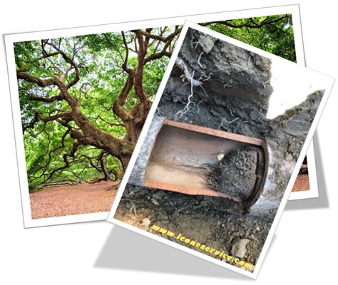 Removal Of Tree Roots In Sewer Line