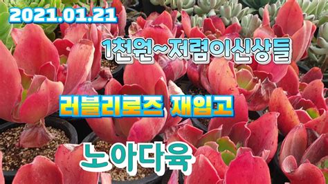 노아다육1탄1천원부터~저렴이아가들택배 010 9884 1044korean Succulent Plants Youtube