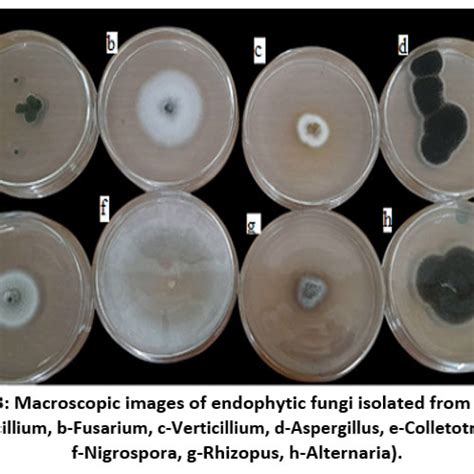 Isolation And Identification Of Endophytic Fungi From Indigenous Medicinal Plants Biosciences