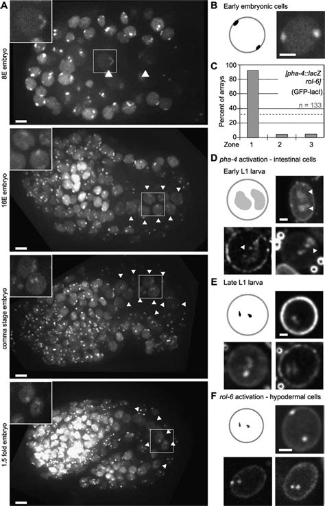 Differentiation Induced Relocation Of Large Arrays Is Accompanied By Download Scientific