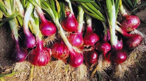 नाशिकमध्ये कांद्याचे क्षेत्र दुप्पट 6 लाख टन उत्पादन अपेक्षित जाणून घ्या कधी येणार बाजारात