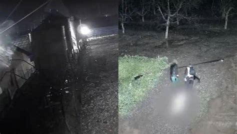 Capturan A Banda Que Robaba Y Faenaba Cerdos En Melipilla Vendían