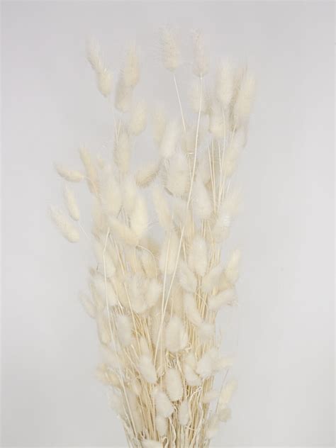 Пшениця вибілена біла купити в Україні за низькою ціною • Dfb Elements