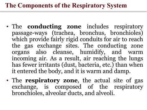 Respiratory System Physiology Ppt Respiratory System Physiology Ppt