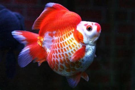 金魚品種那哪些品種 金魚品種分類介紹 每日頭條
