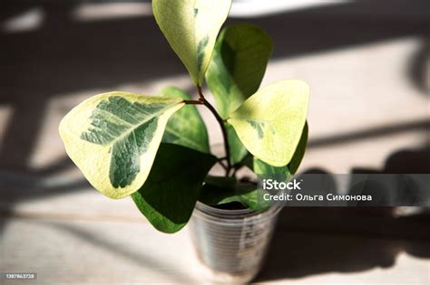 선명한 삼각형 코코넛 크림은 그림자가있는 밝은 햇빛에 창턱의 클로즈업 잎을 이식하기 위해 유리에 다양합니다 화분 집 식물 녹색 가정 장식 관리 및 재배 0명에 대한 스톡