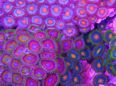 Soft Corals Are Spectacular Seven Seas Aquatics Inc