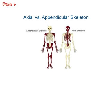 Axial And Appendicular Commands At Herman Dunlap Blog