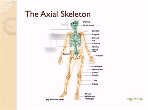 Axial Skeleton Diagram Quizlet