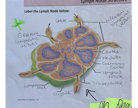 Final Exam Lymph Node Quiz
