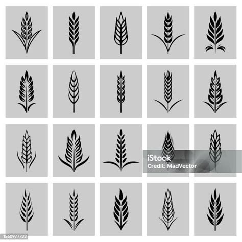 플랫 벡터 흑백 농업 밀 아이콘 세트 유기농 밀 쌀 귀 격리 빵 맥주 로고 포장 라벨에 대한 디자인 템플릿 개체 그룹에 대한