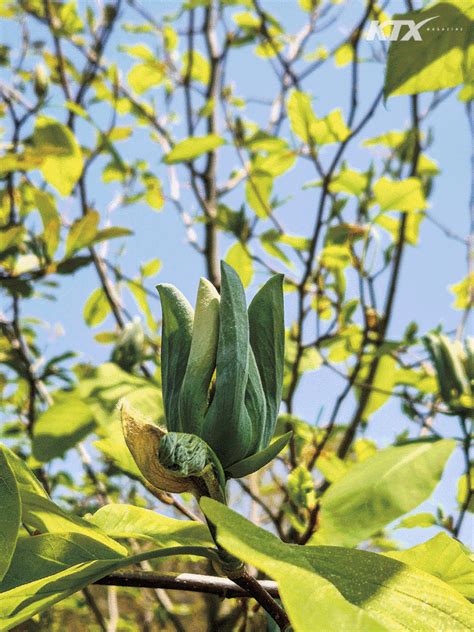 봄의 전령 목련 향 그윽한 충남 천리포수목원 Ktx매거진